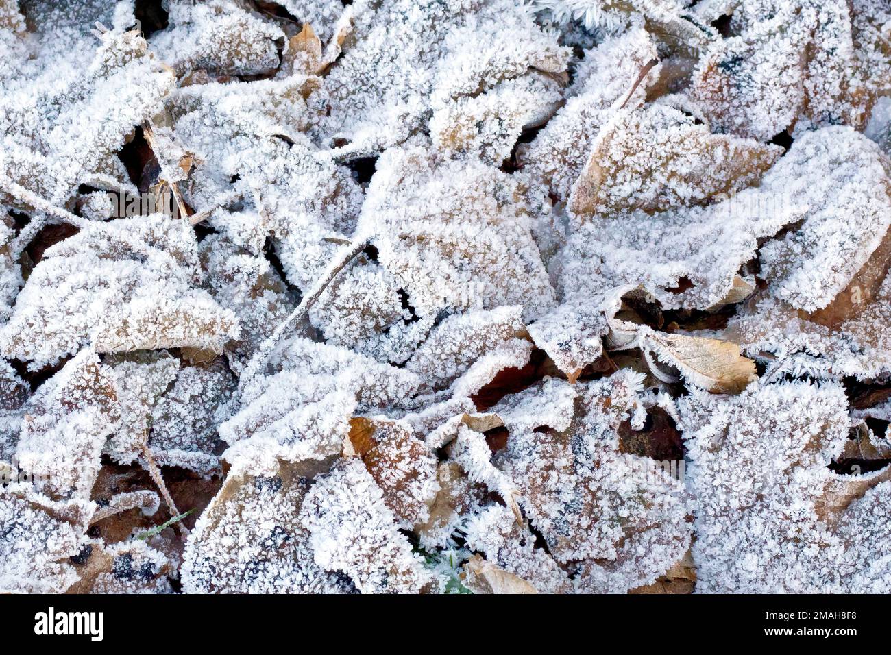 Close up of the leaf litter from various trees lying on the ground ...