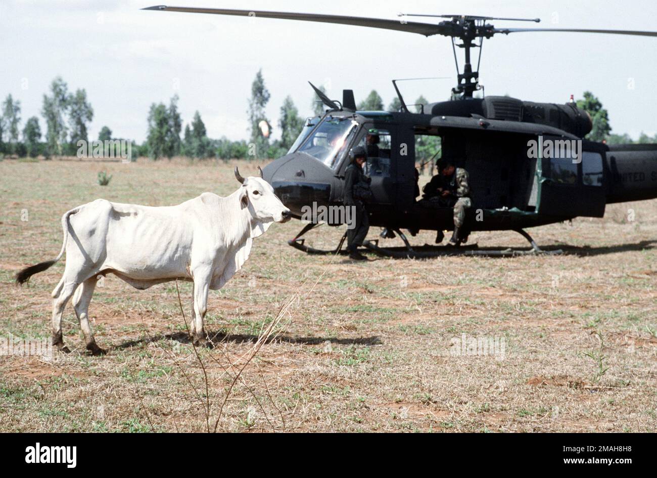 A cow stands in front of a U.S. Army UH-1 Iroquois helicopter during ...