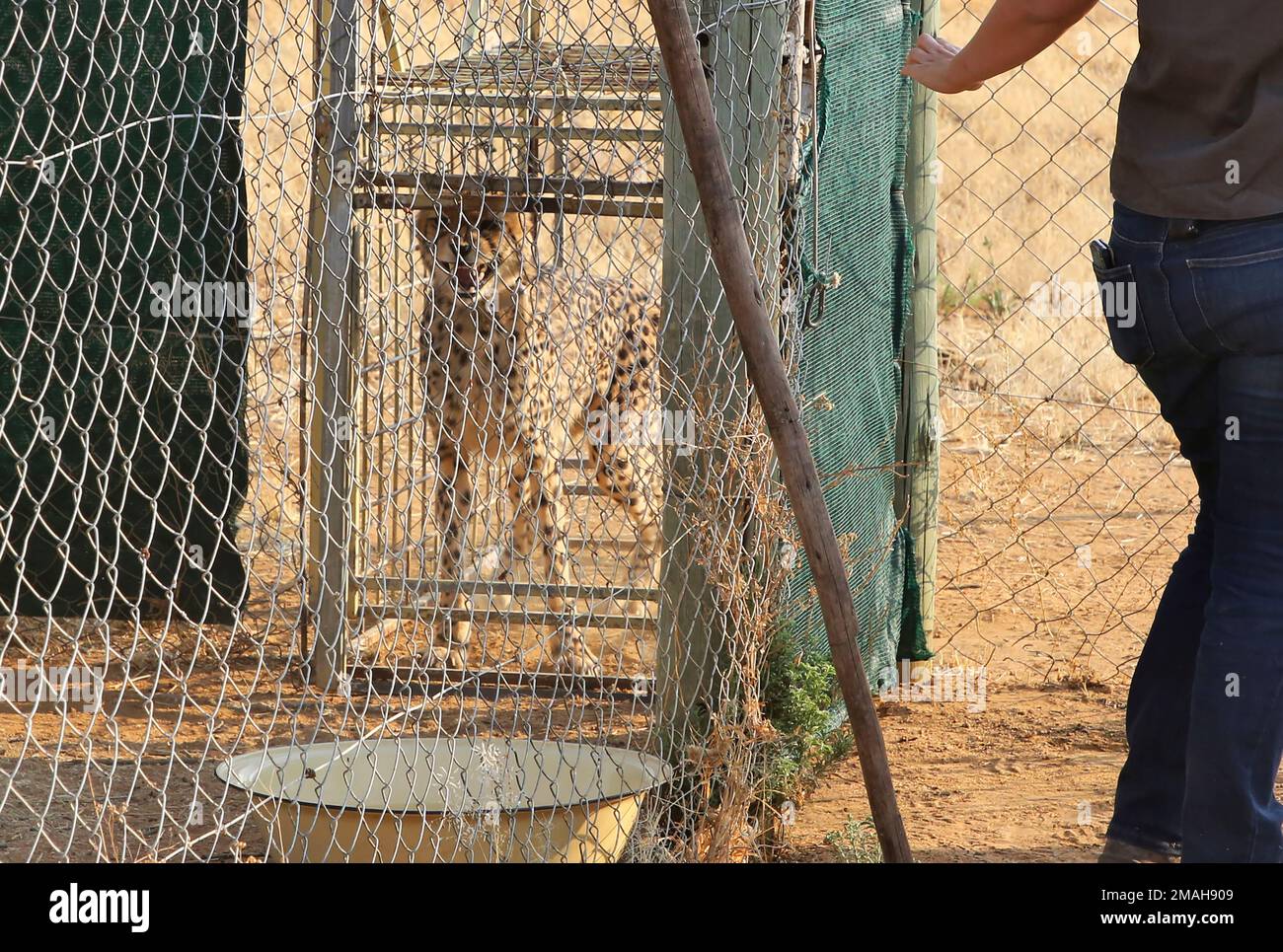 A cheetah lies inside a transport cage at the Cheetah Conservation Fund ...