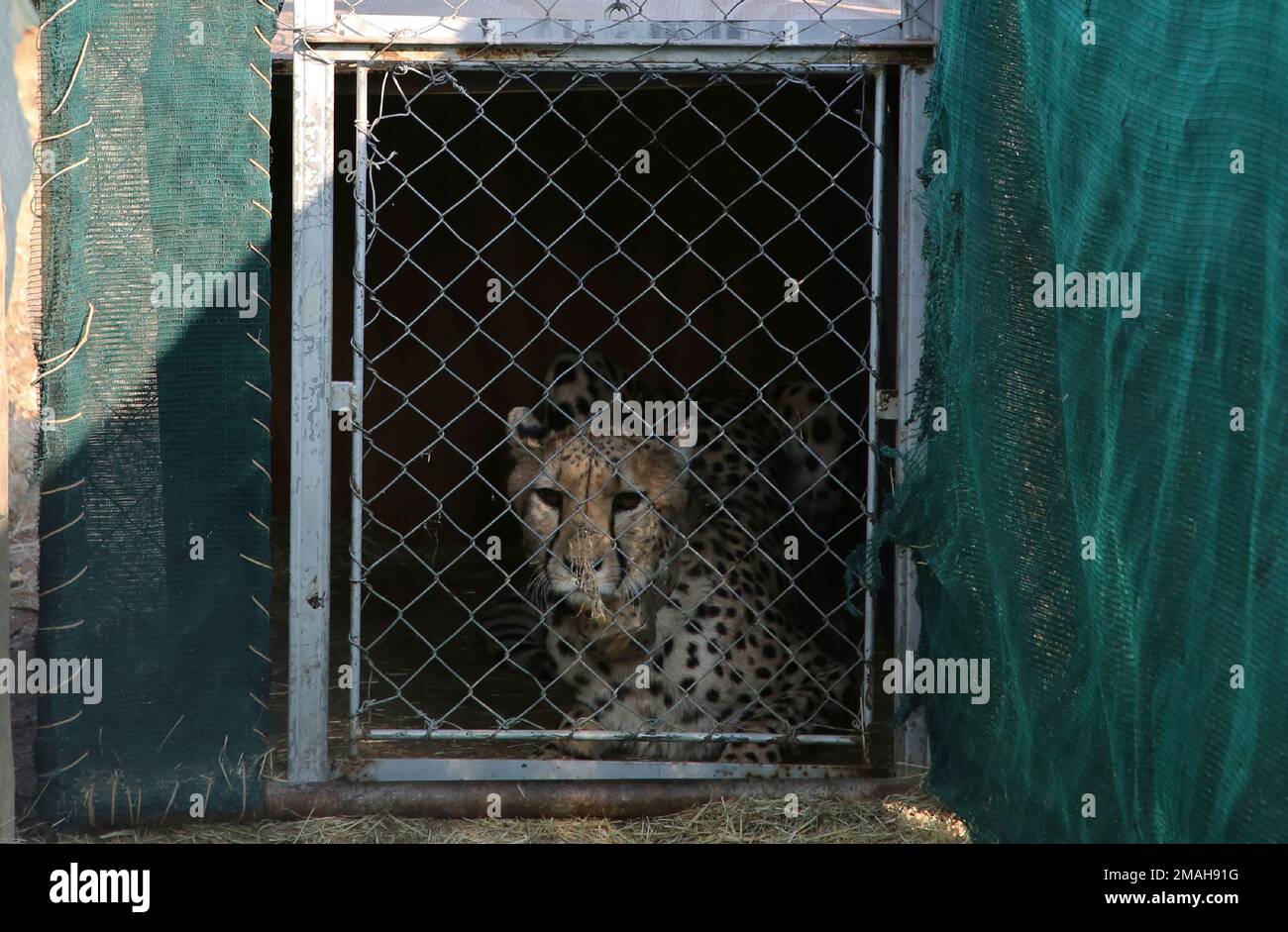 A cheetah lies inside a transport cage at the Cheetah Conservation Fund ...