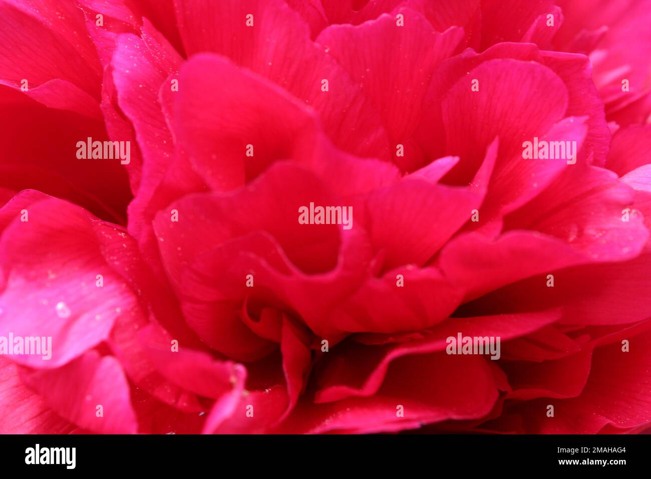 Peon flower burgundy close-up. Blossoming, spring, floral festive ...