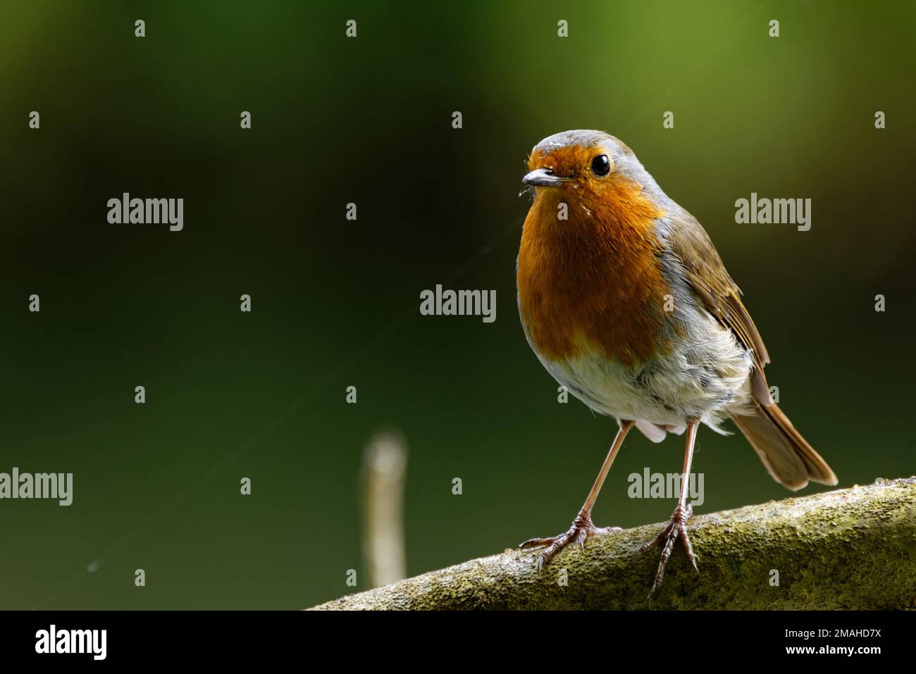 British icon bird the robin hi-res stock photography and images - Alamy