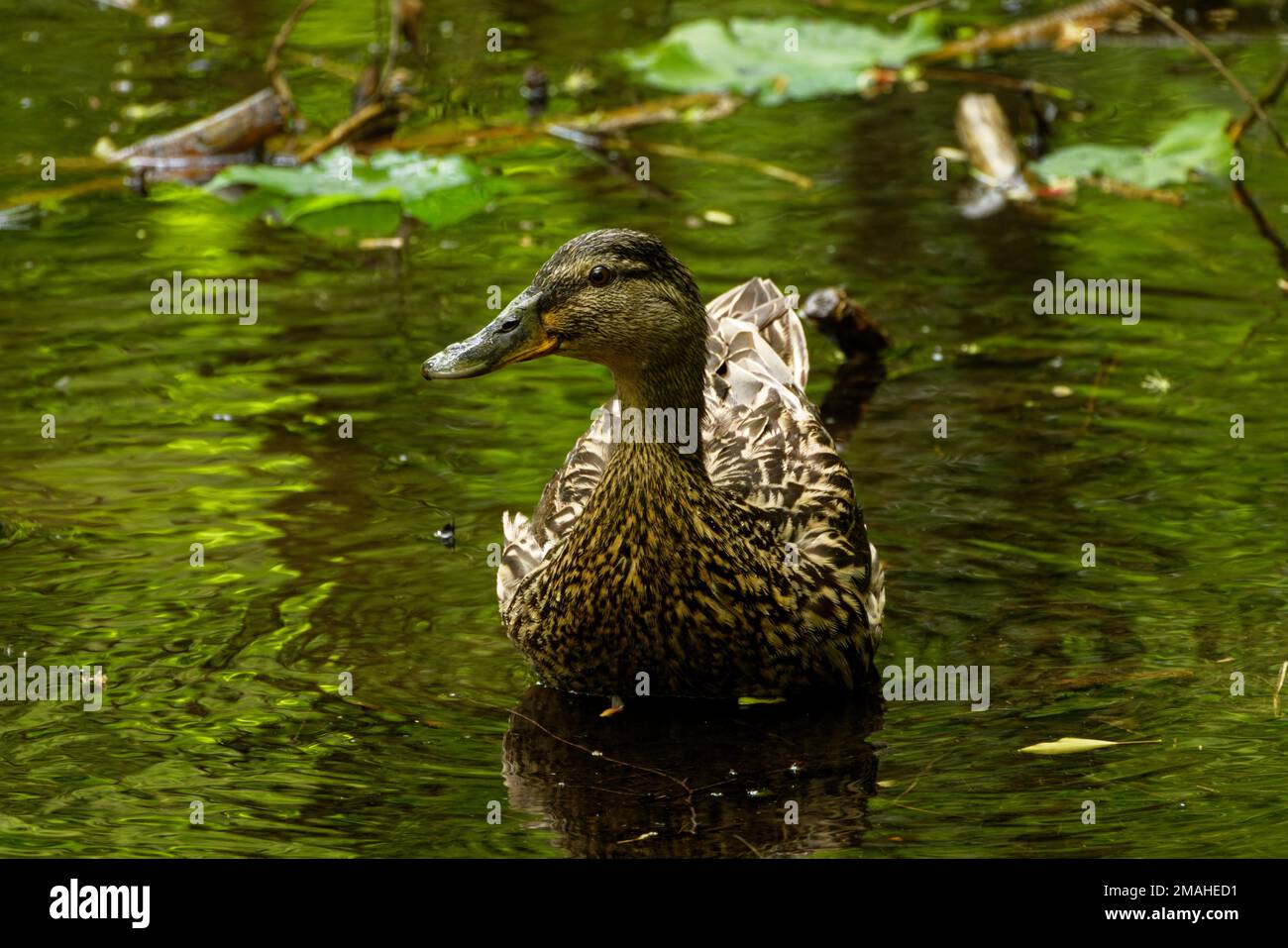 Female Mallard paddling in an emerald green lake Stock Photo - Alamy