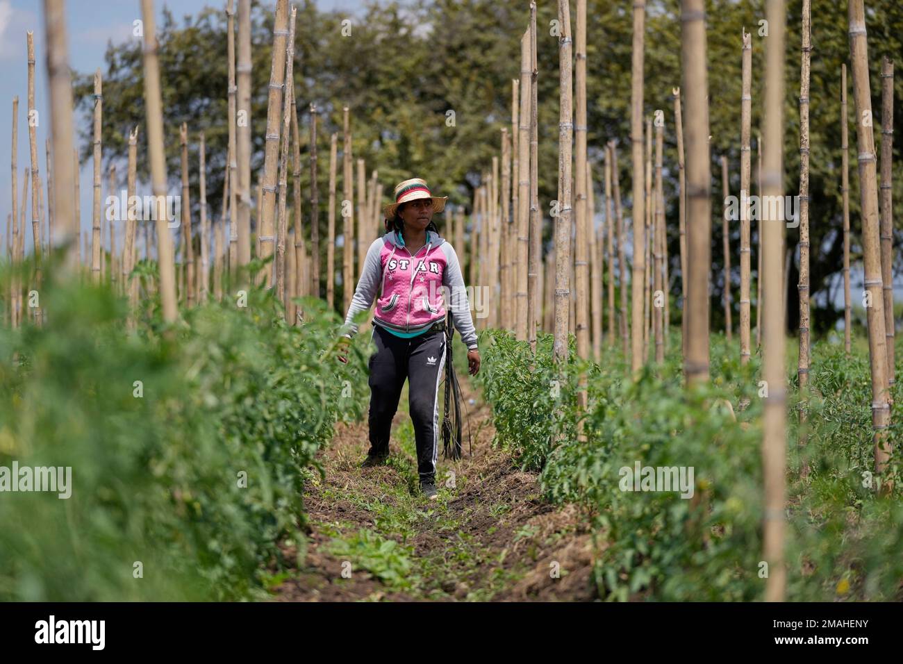 Made, 32, a member of the Nasa Indigenous community, walks on a tomato ...