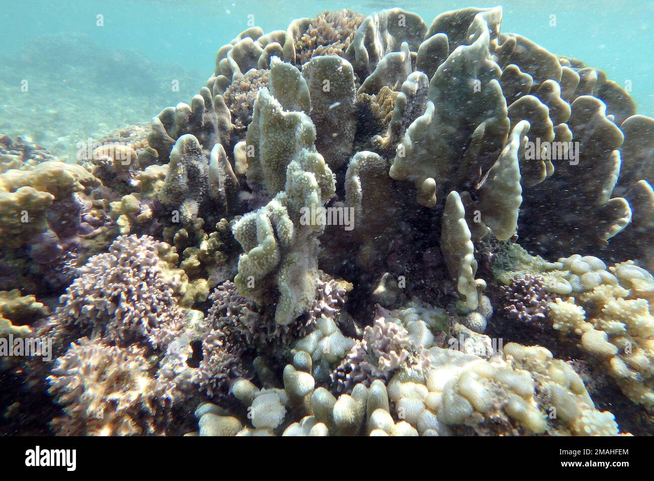 Coral, Koralle, corail, Gili Air, Gili Islands, West Nusa Tenggara ...