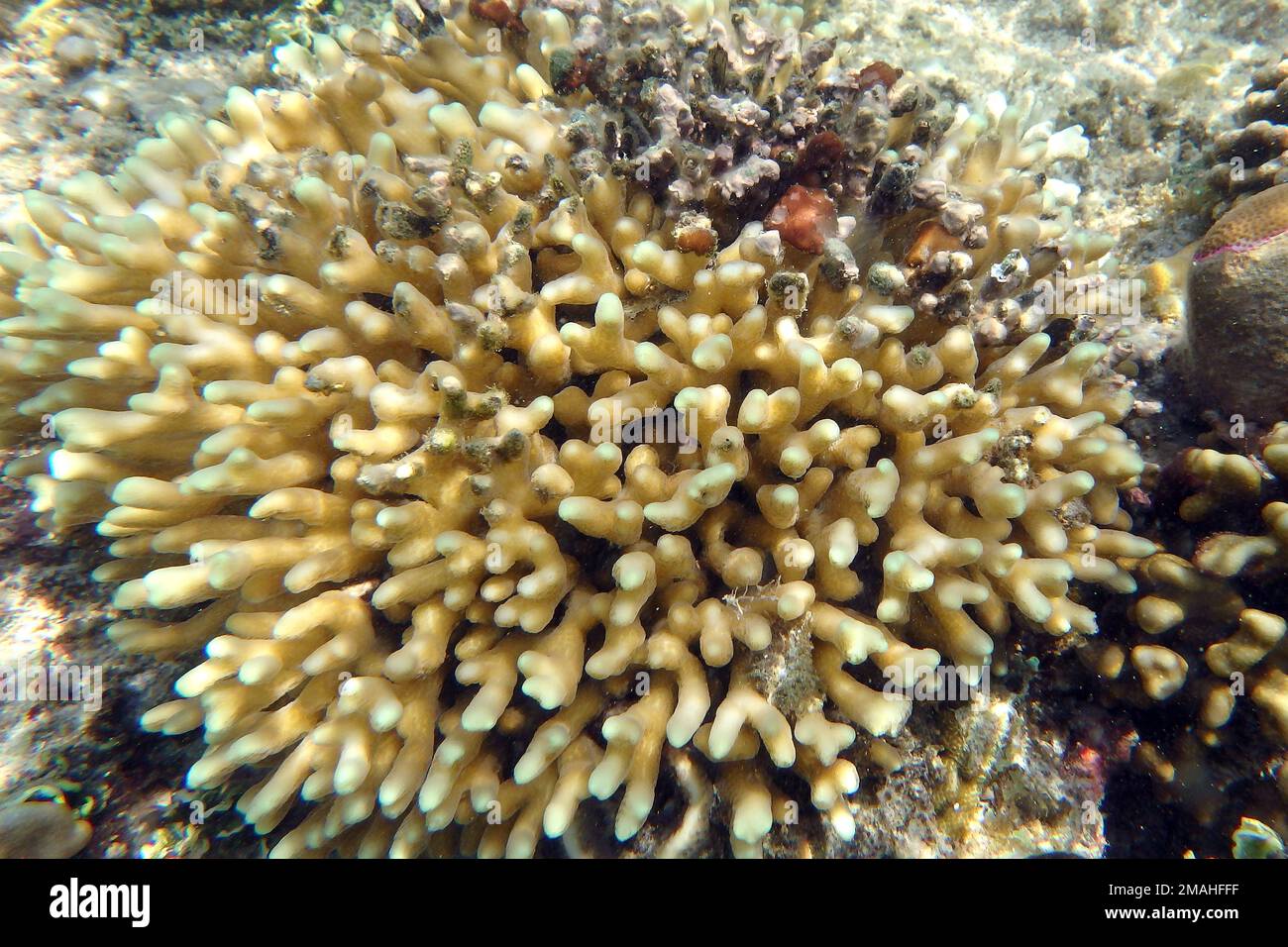Coral, Koralle, corail, Gili Air, Gili Islands, West Nusa Tenggara ...
