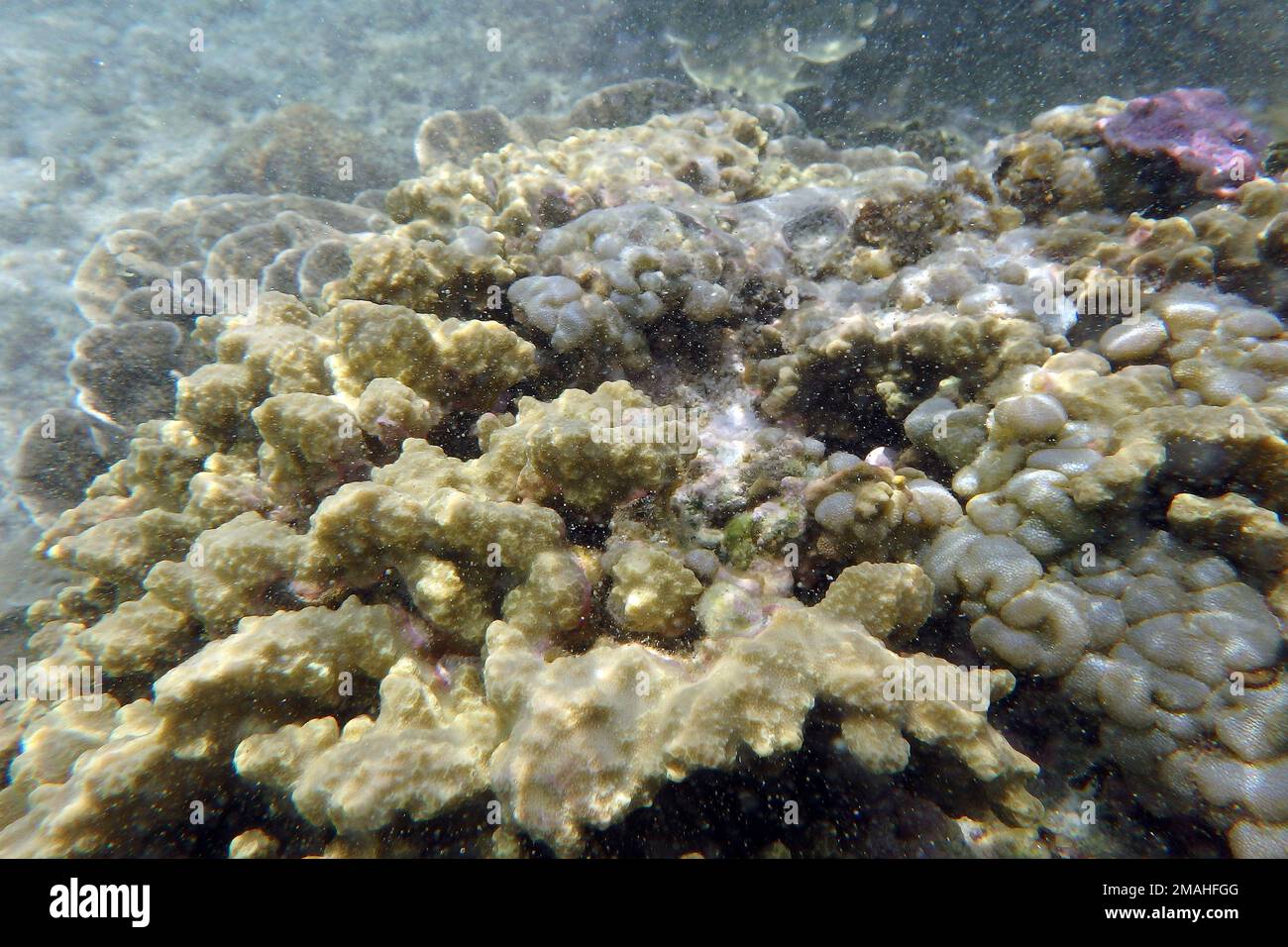 Coral, Koralle, corail, Gili Air, Gili Islands, West Nusa Tenggara ...