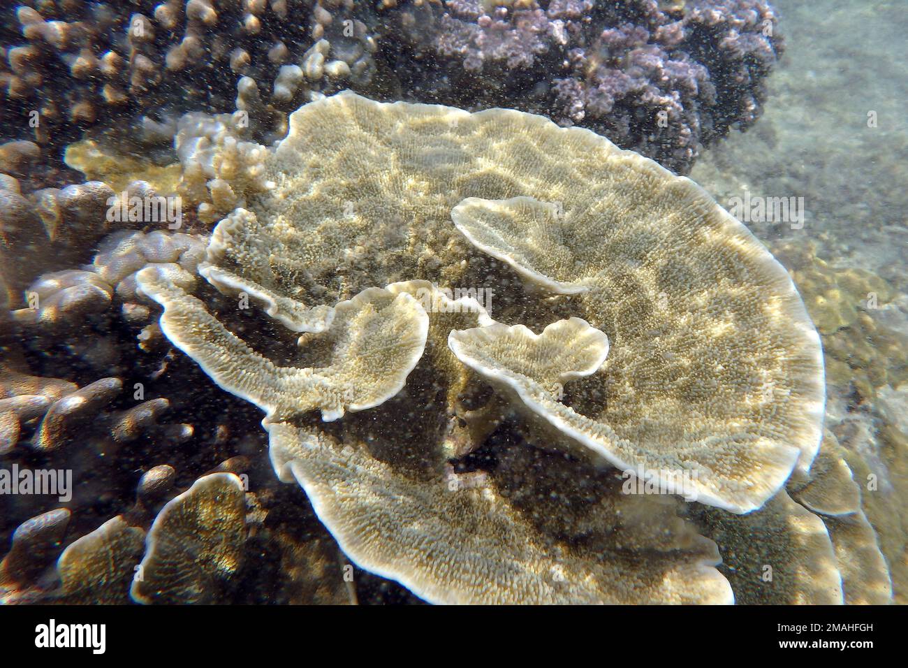 Coral, Koralle, corail, Gili Air, Gili Islands, West Nusa Tenggara ...