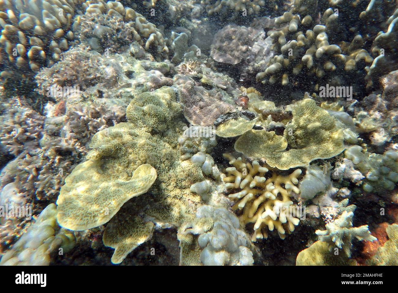 Coral, Koralle, corail, Gili Air, Gili Islands, West Nusa Tenggara ...