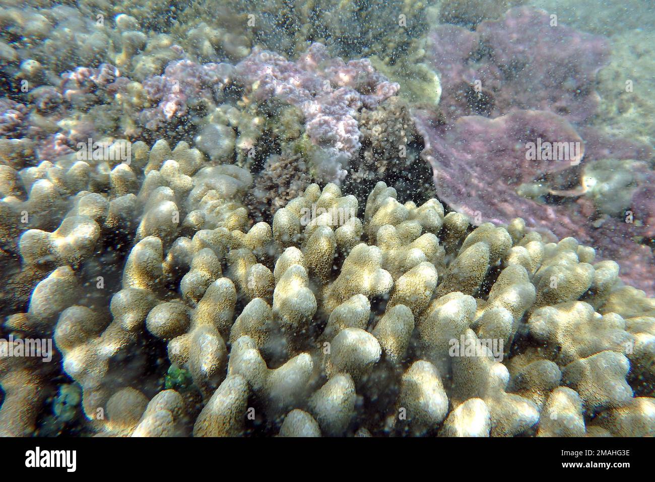 Coral, Koralle, corail, Gili Air, Gili Islands, West Nusa Tenggara ...