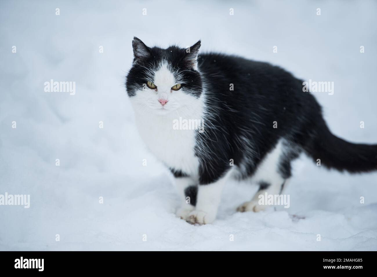 Stray domestic cat in winter landscape Stock Photo - Alamy