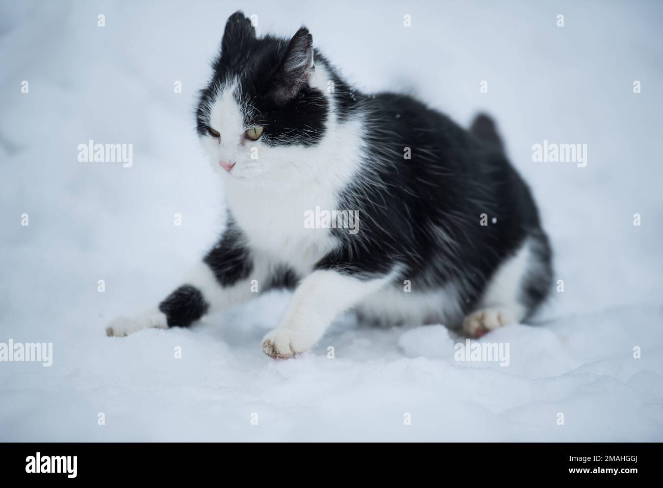 Stray domestic cat in winter landscape Stock Photo - Alamy