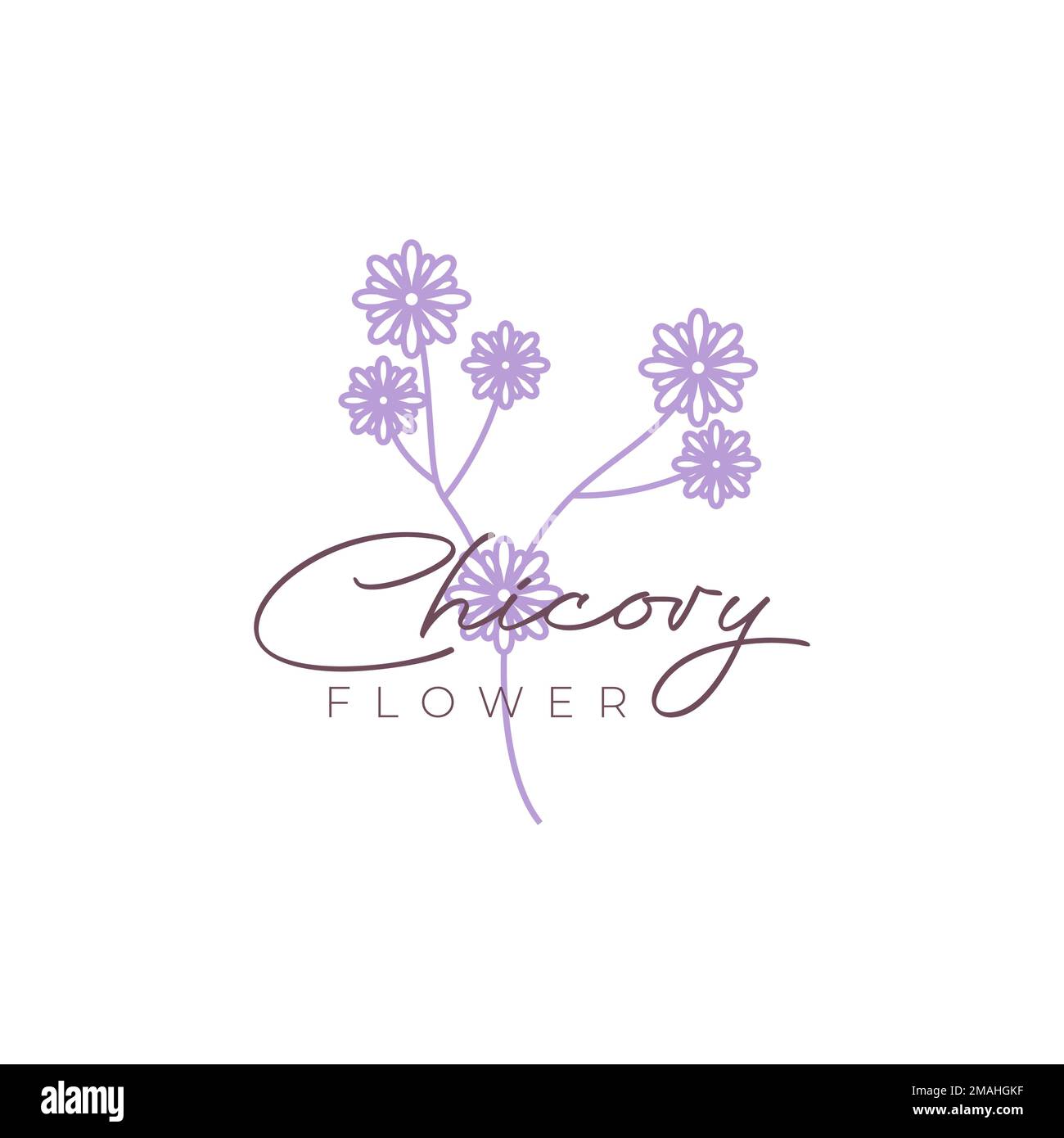 Chicory traveler Stock Vector Images - Alamy