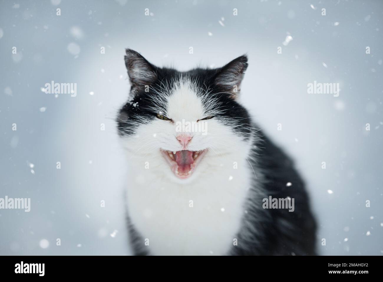 Domestic cat meows in a wintry landscape Stock Photo - Alamy