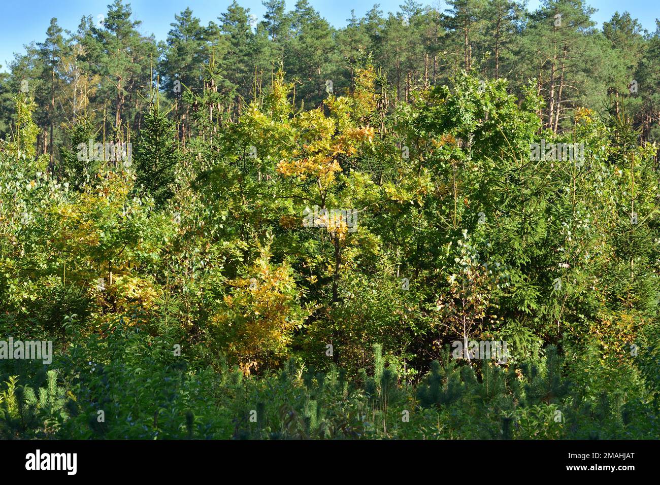 Autumn color palette hi-res stock photography and images - Alamy