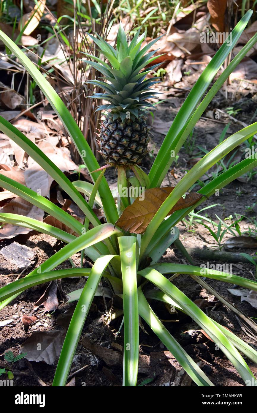 Pineapple, Ananas, Ananas comosus, ananász, Bali, Indonesia, Asia Stock ...