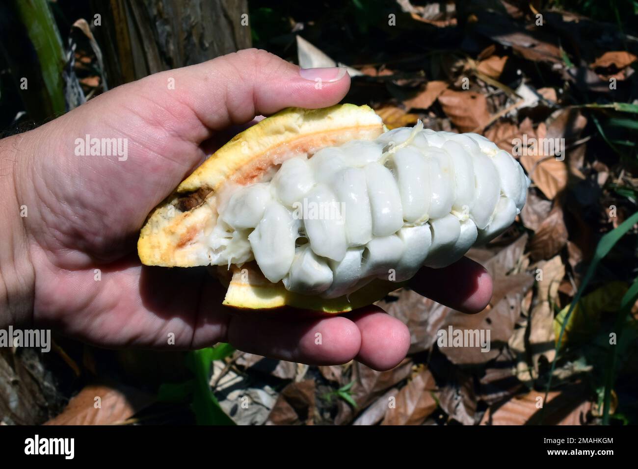 cacao bean, cacao tree, cocoa tree, Kakaobaum, cacaoyer, Theobroma ...