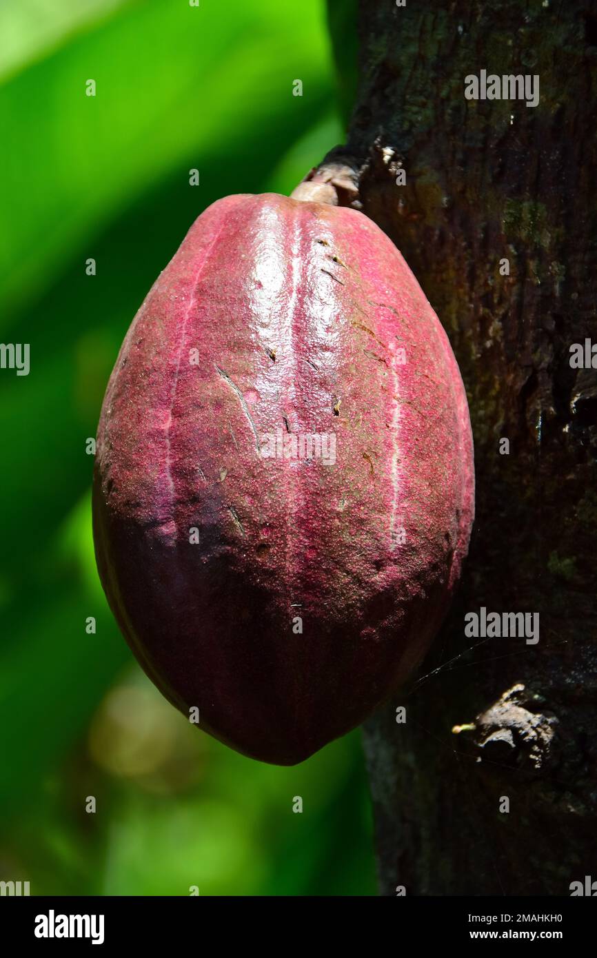 cacao bean, cacao tree, cocoa tree, Kakaobaum, cacaoyer, Theobroma ...
