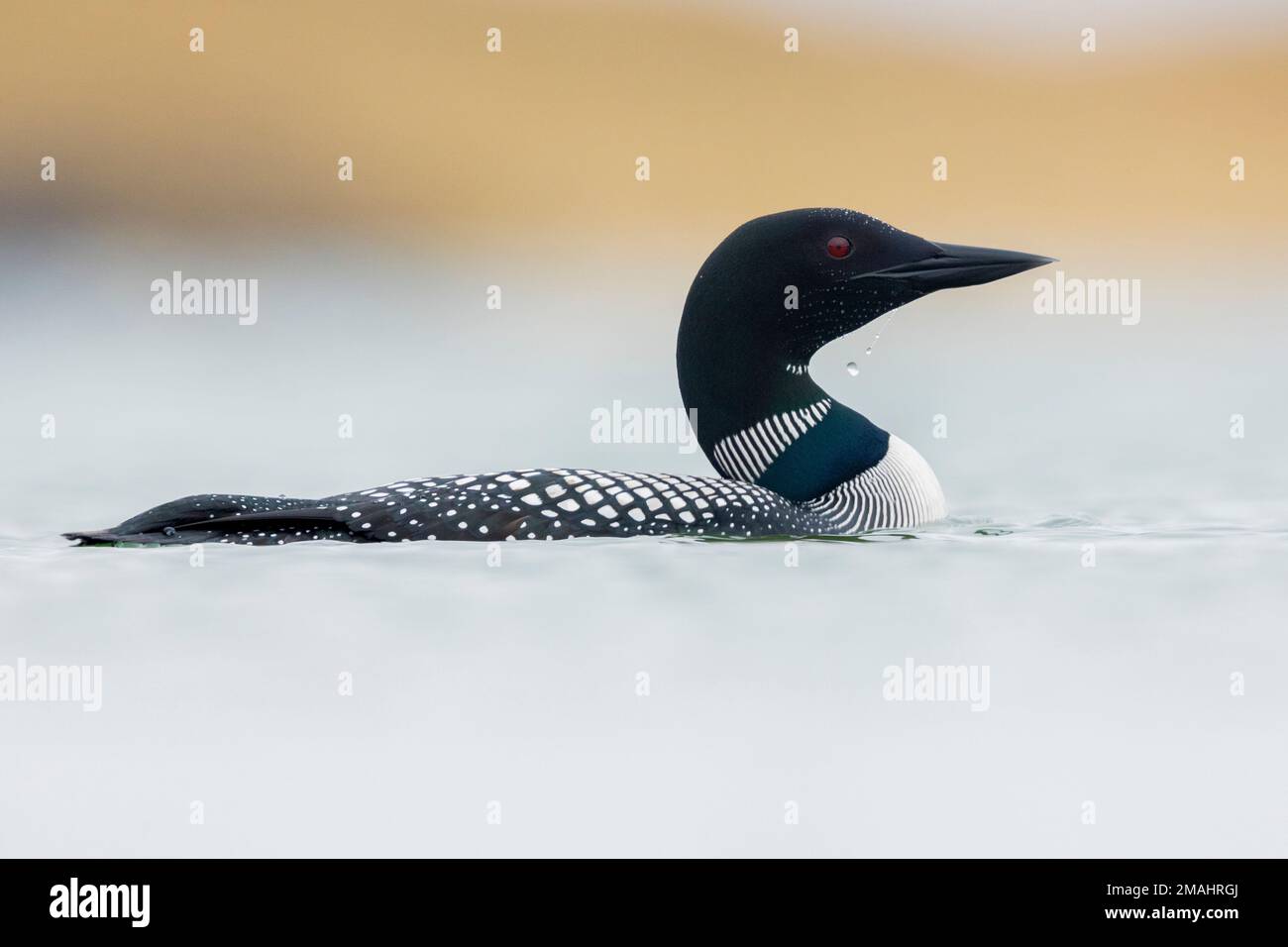 Great Northern Loon (Gavia immer), side view of an adult in the water ...
