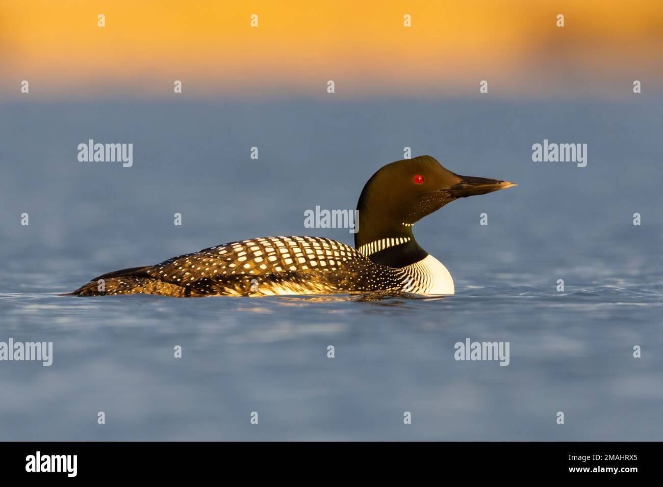Great Northern Loon (Gavia immer), side view of an adult in the water ...