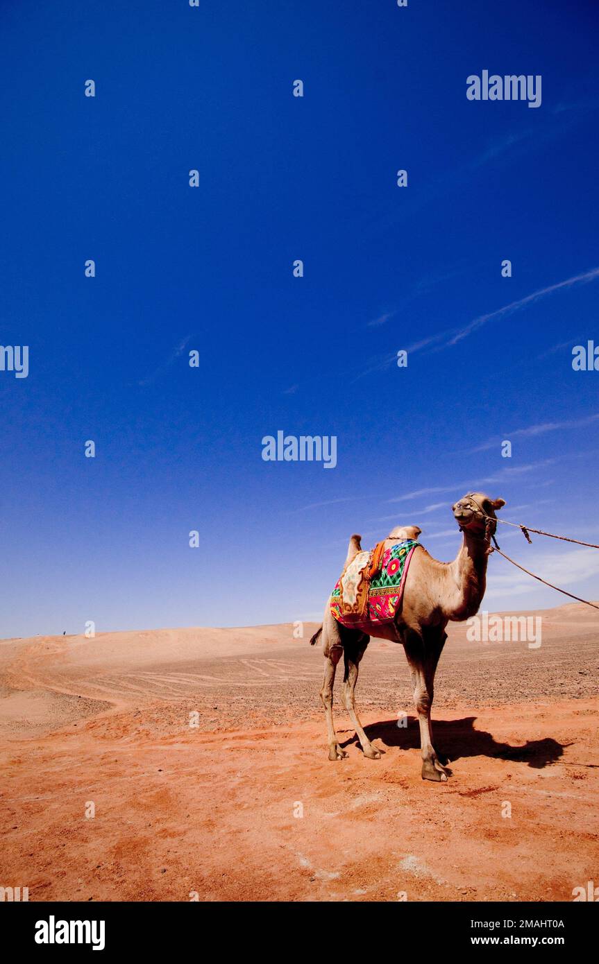 Camel, Gobi Desert, China Dec 2010 Stock Photo - Alamy