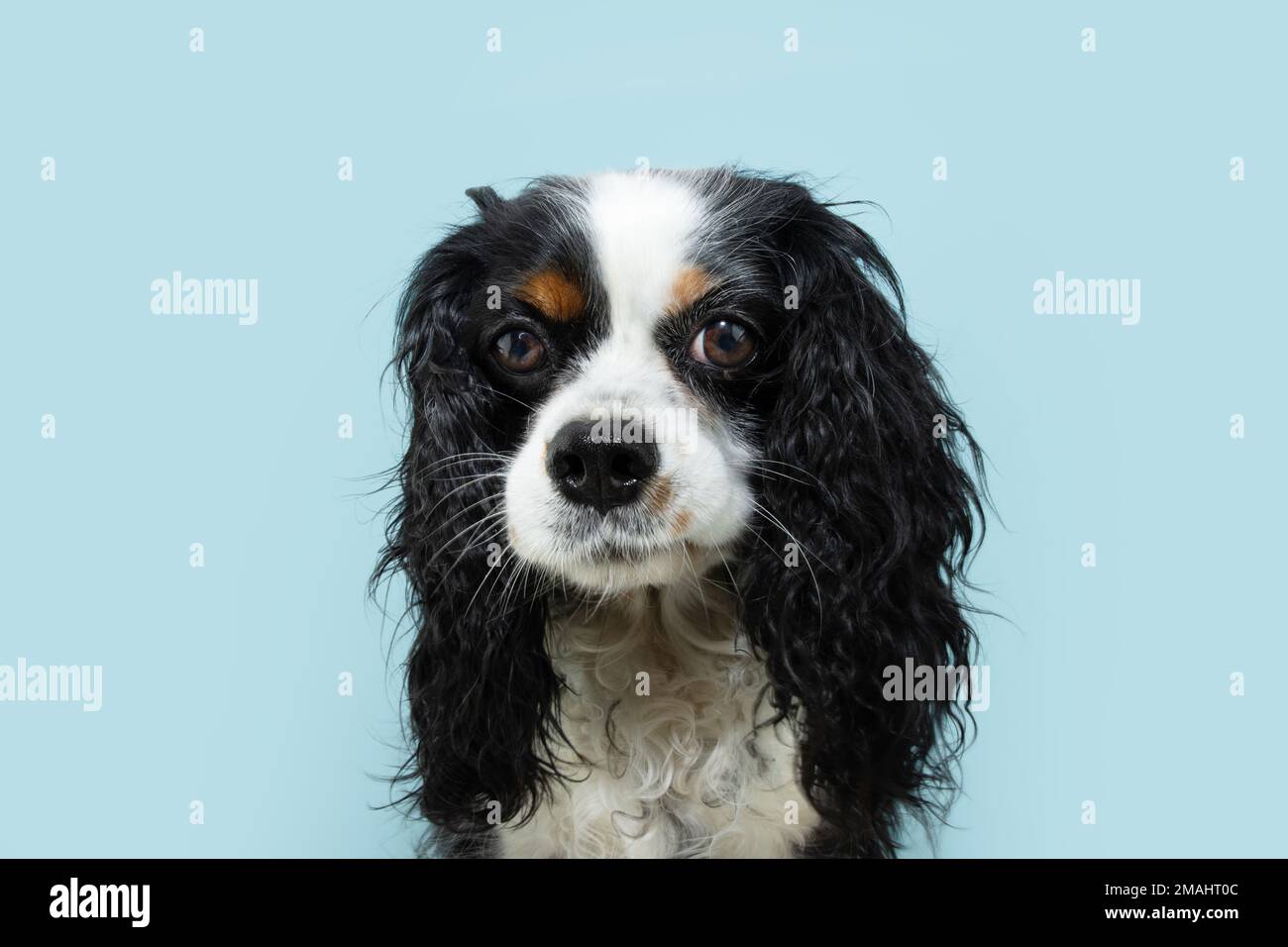 Portrait funny cavalier charles king spaniel making a face. Isolated on ...