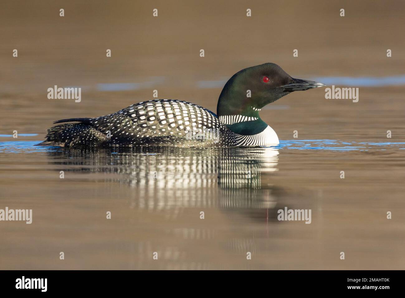 Great Northern Loon (Gavia immer), side view of an adult in the water ...