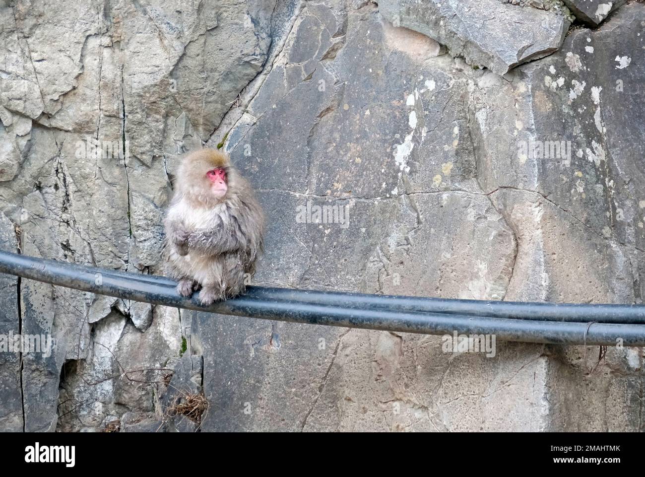 Japanese macaque snowball hi-res stock photography and images - Alamy