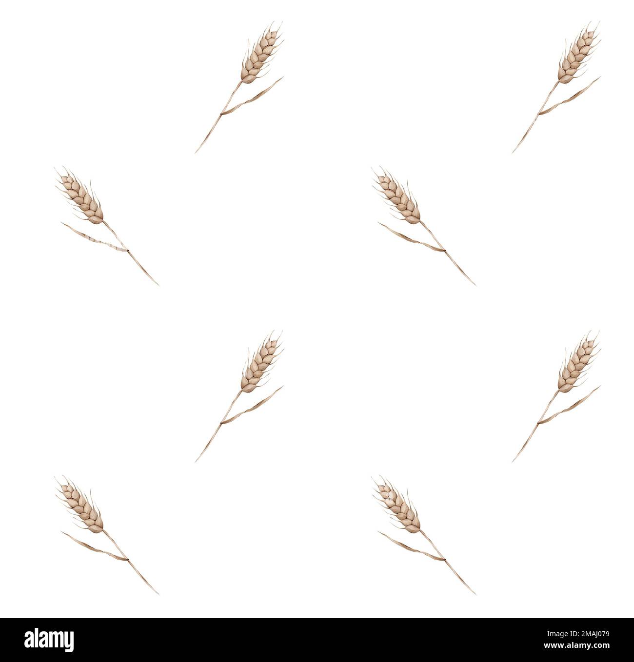 Seamless wheat spikelet pattern. Watercolor herbal background with ...