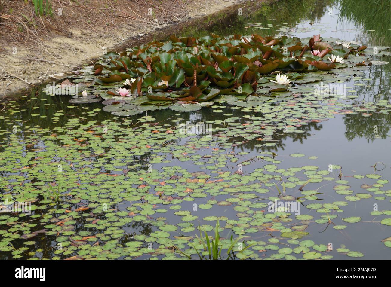 Aquatic plants delicate beauty hi-res stock photography and images - Alamy