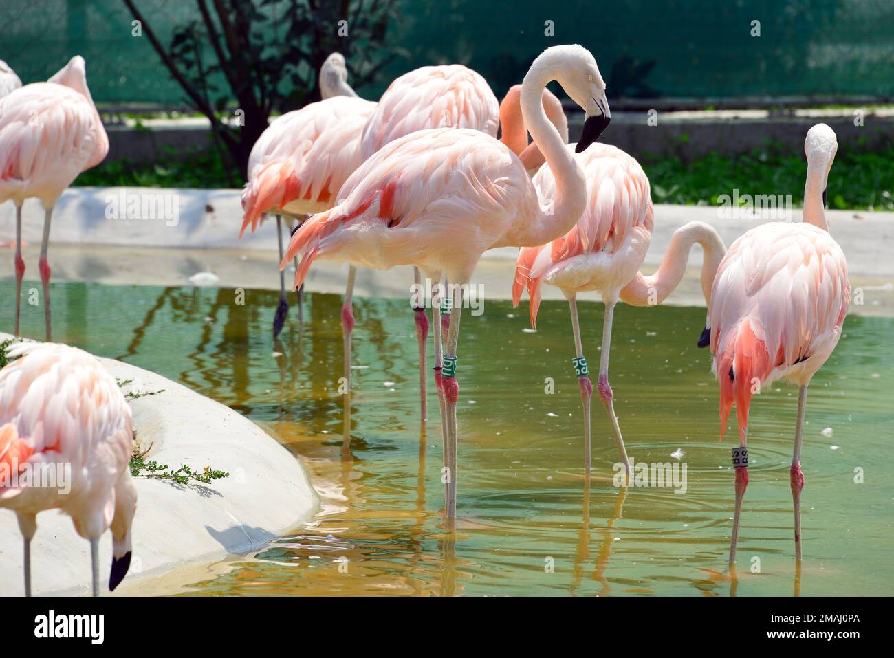 Aves chili hi-res stock photography and images - Alamy