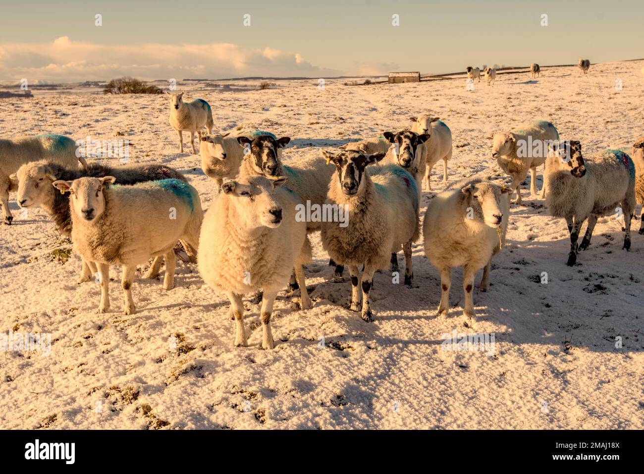 Mixture of sheep breeds and crosses hi-res stock photography and images ...