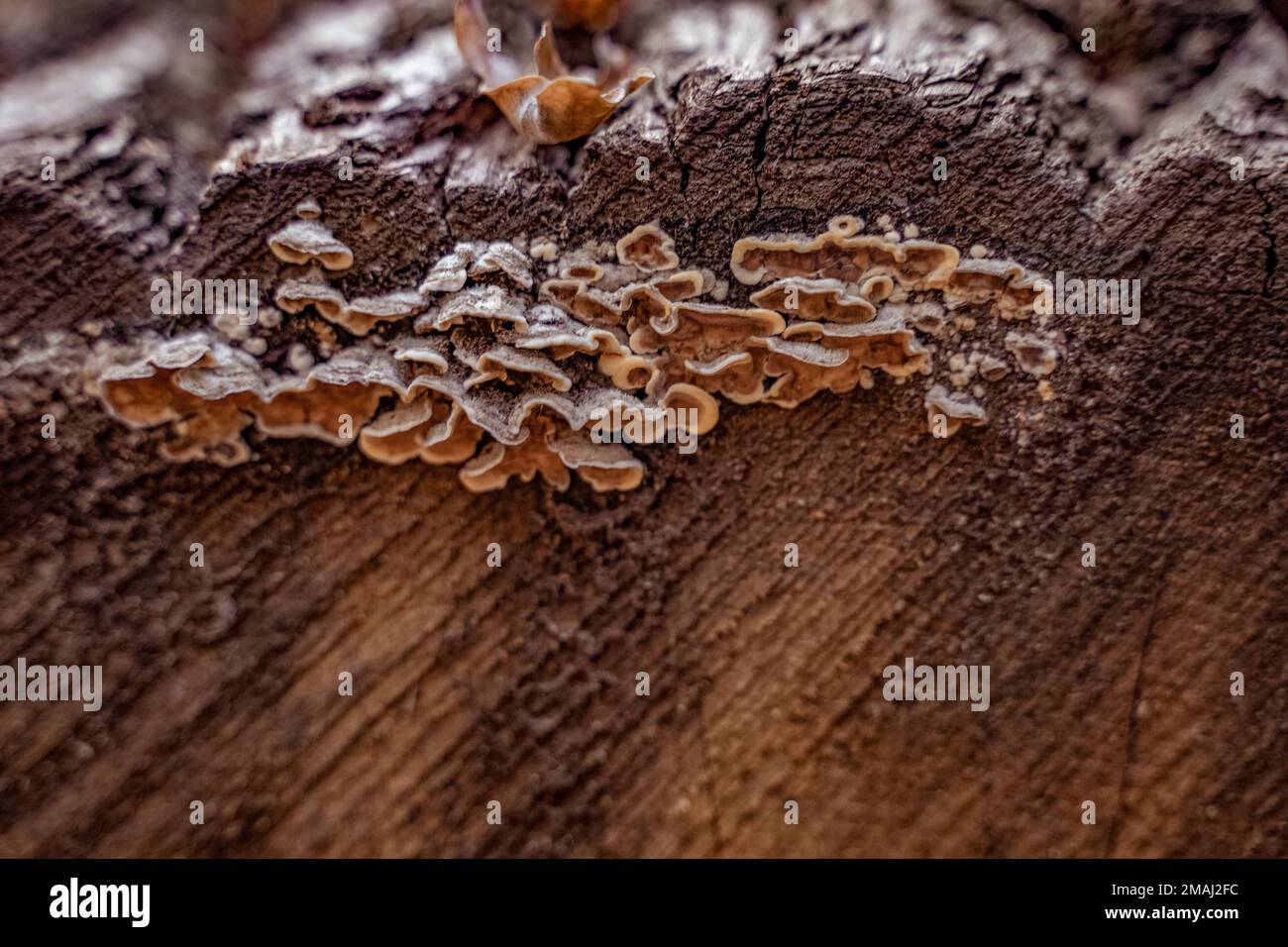 Morning dew on tree fungi hi-res stock photography and images - Alamy