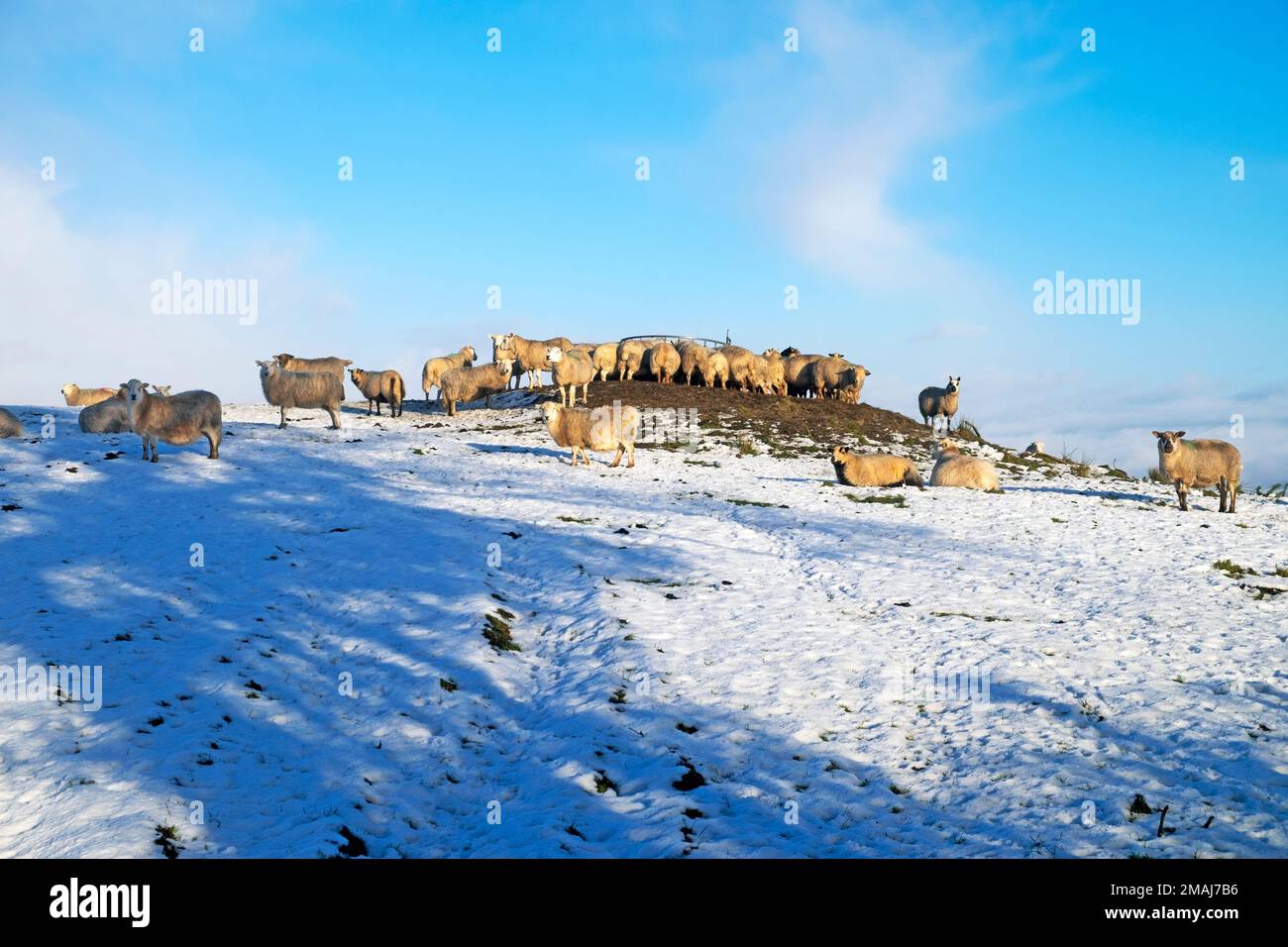 Sheep eating silage in snowy field hi-res stock photography and images ...
