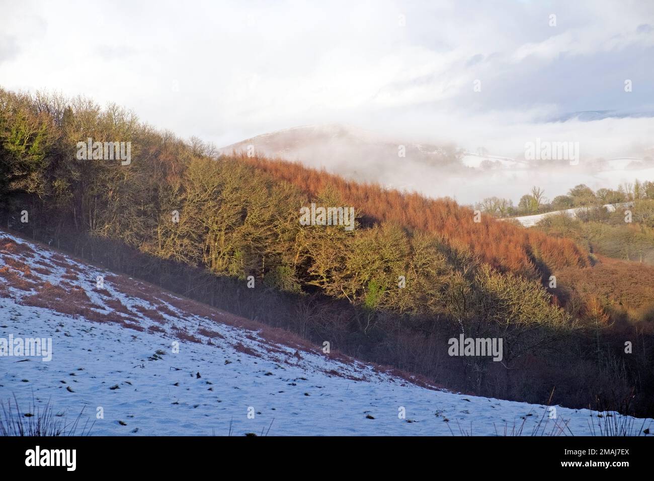 Mixed natural and planted woodland larch and oak trees woods view of ...