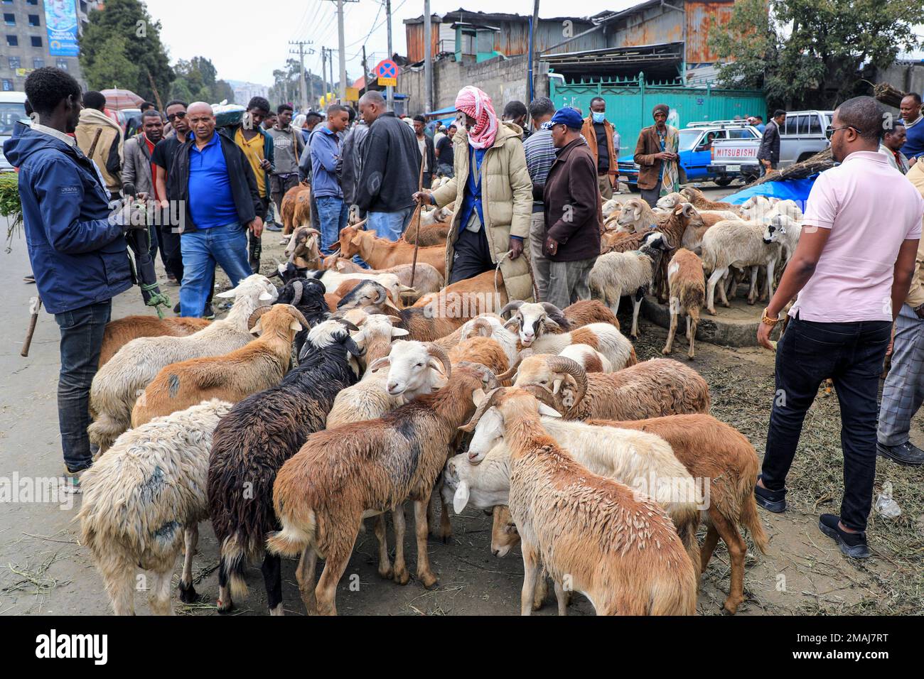 Traders sell sheep in Sholla Market, the day before the Ethiopian New ...