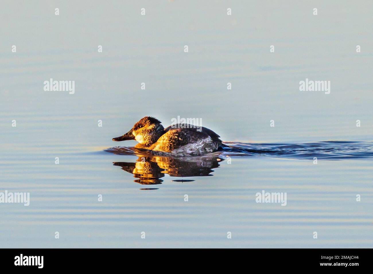 Ruddy Duck at sunrise; Monte Vista National Wildlife Refuge; San Luis ...