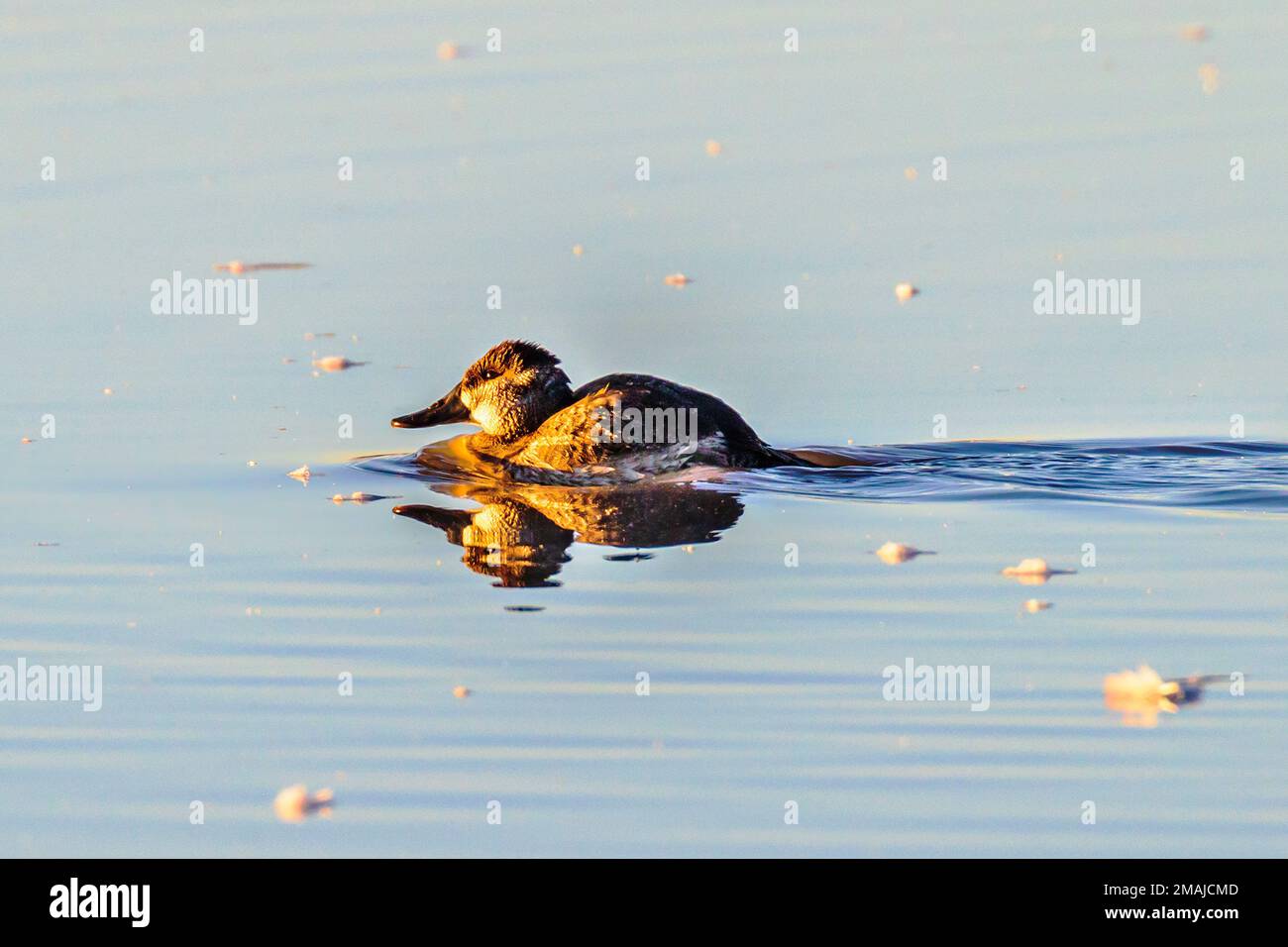 Ruddy Duck at sunrise; Monte Vista National Wildlife Refuge; San Luis ...