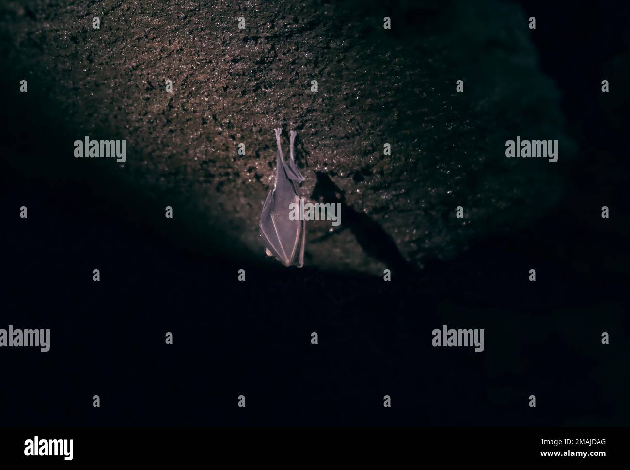 A single bat (Chiroptera) hanging upside down from a secluded spot in a ...