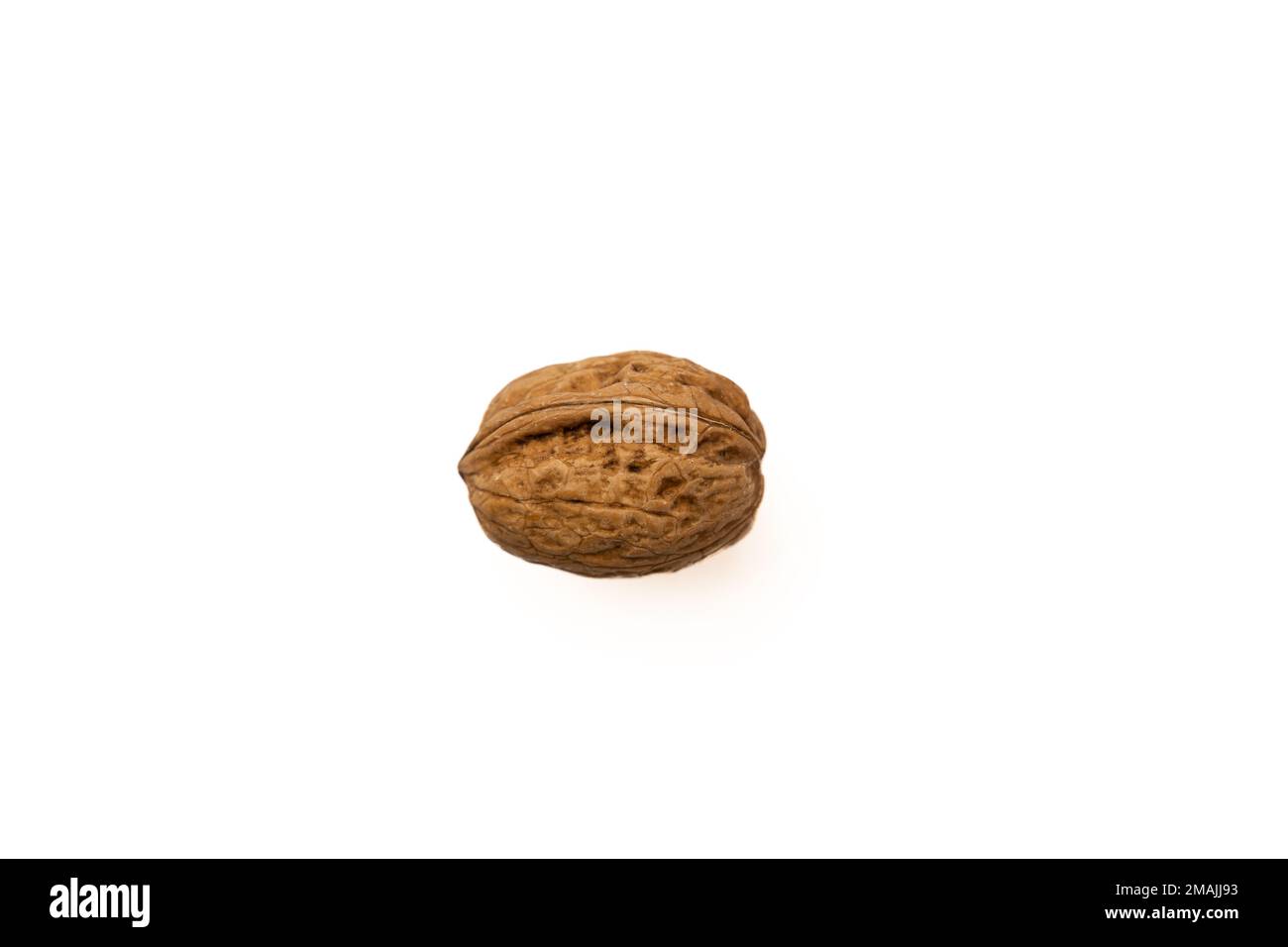 Single tree walnut on a white background Stock Photo - Alamy