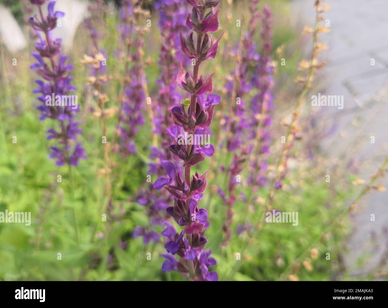A closeup shot of blooming purple sage flowers in a garden Stock Photo ...