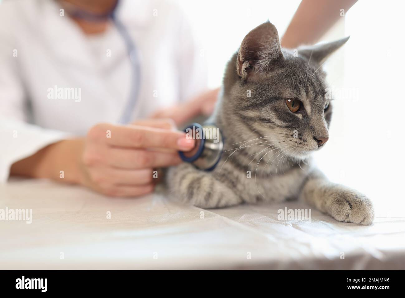 Female veterinarian examines cat on table in veterinary clinic Stock ...