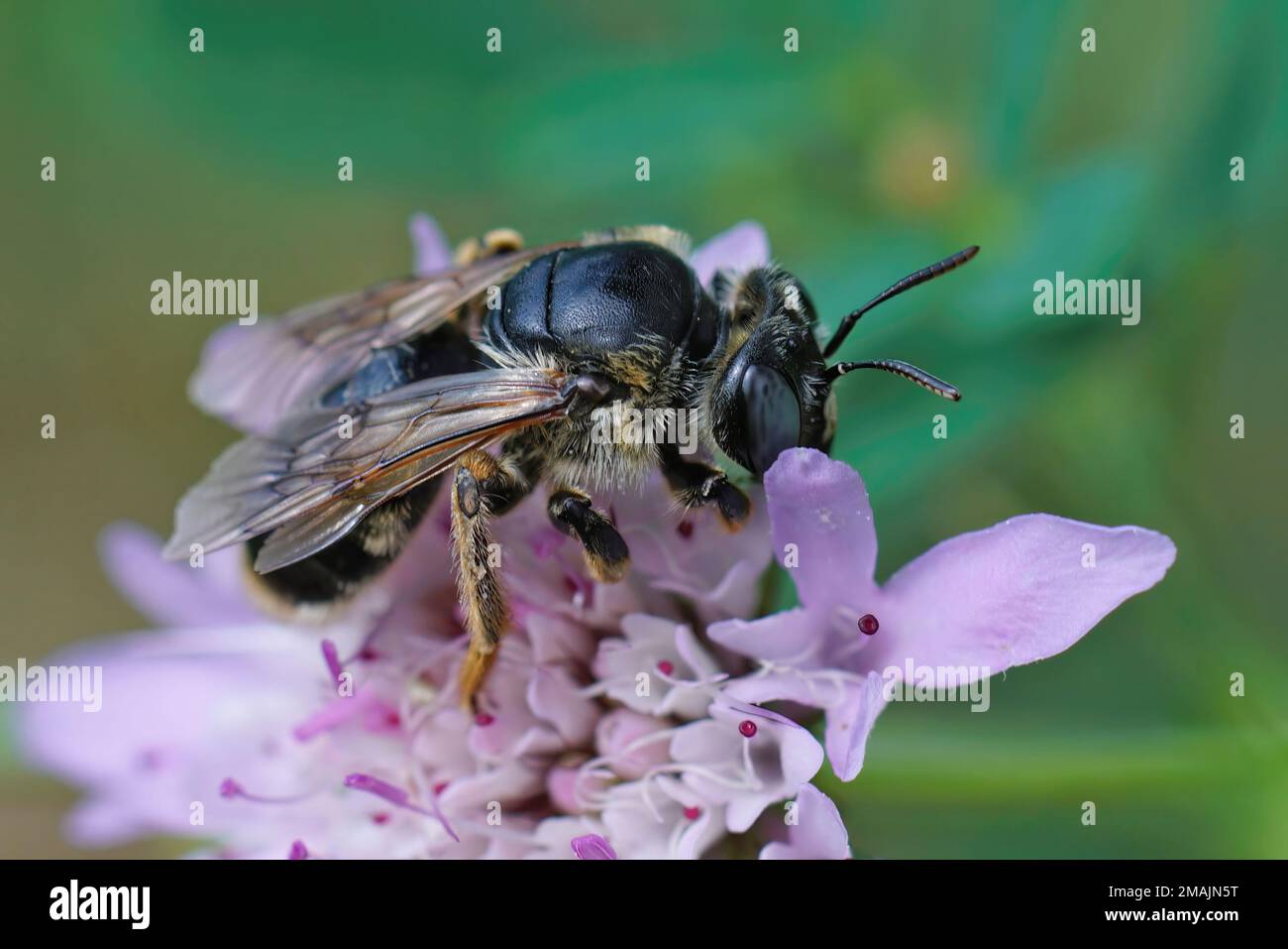 Natural closeup on a large dark and blue eyed female mining bee ...