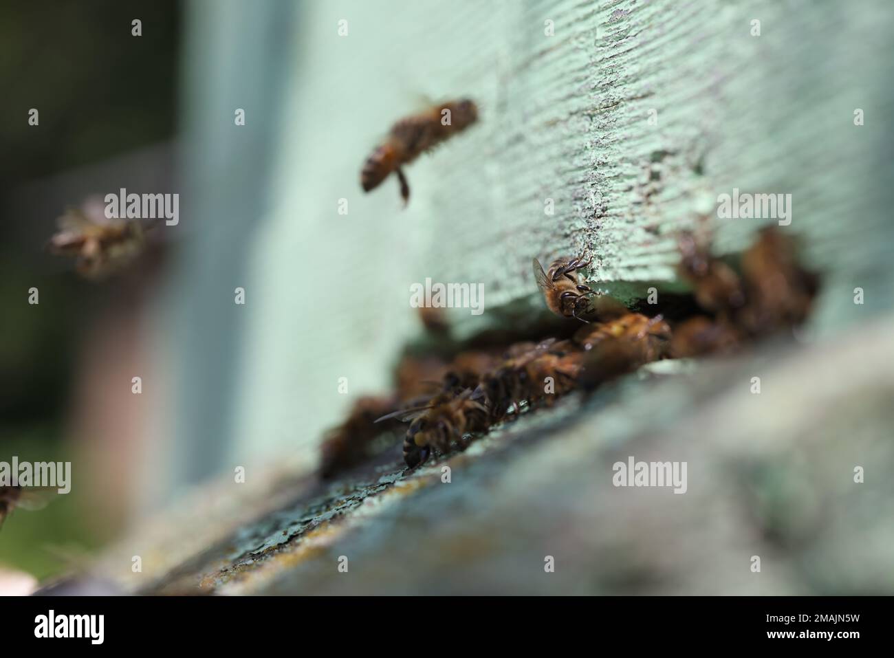 Bees at the entrance of wooden beehive in apiary Stock Photo - Alamy