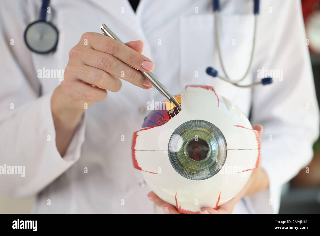 Doctor ophthalmologist holding human eye anatomical model and pointing ...