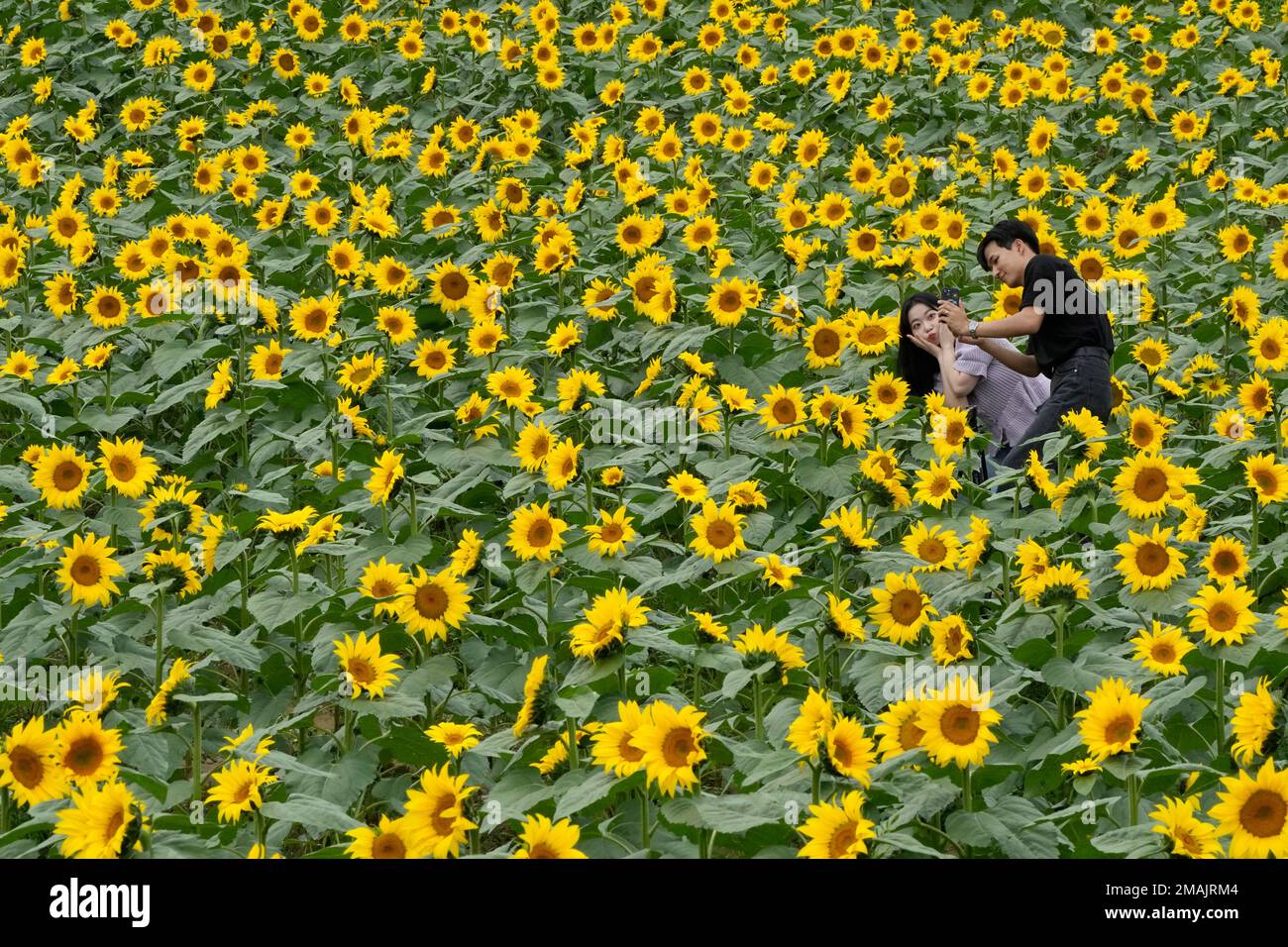 A couple takes photos in a field of sunflowers at a park in Yeoncheon ...
