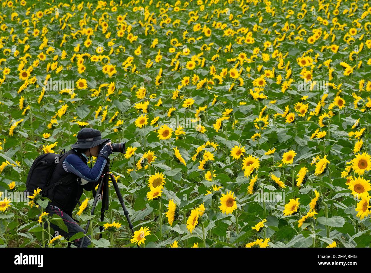 A photographer takes photos in a field of sunflowers at a park in ...