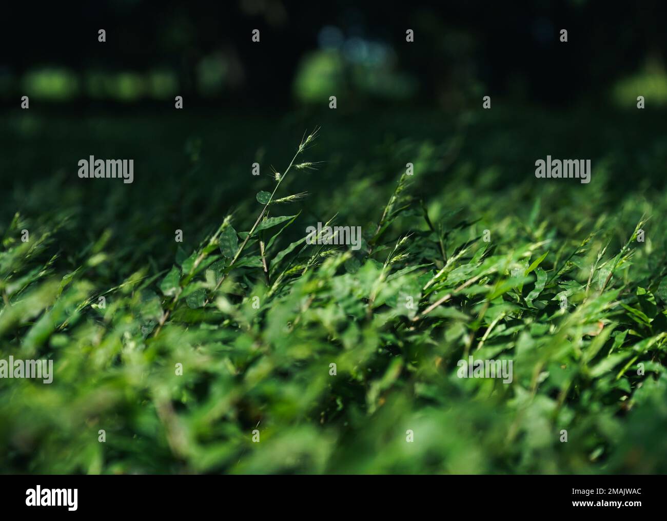 A Soft focused dark green wild grass covered with shadows of trees in a forest Stock Photo - Alamy