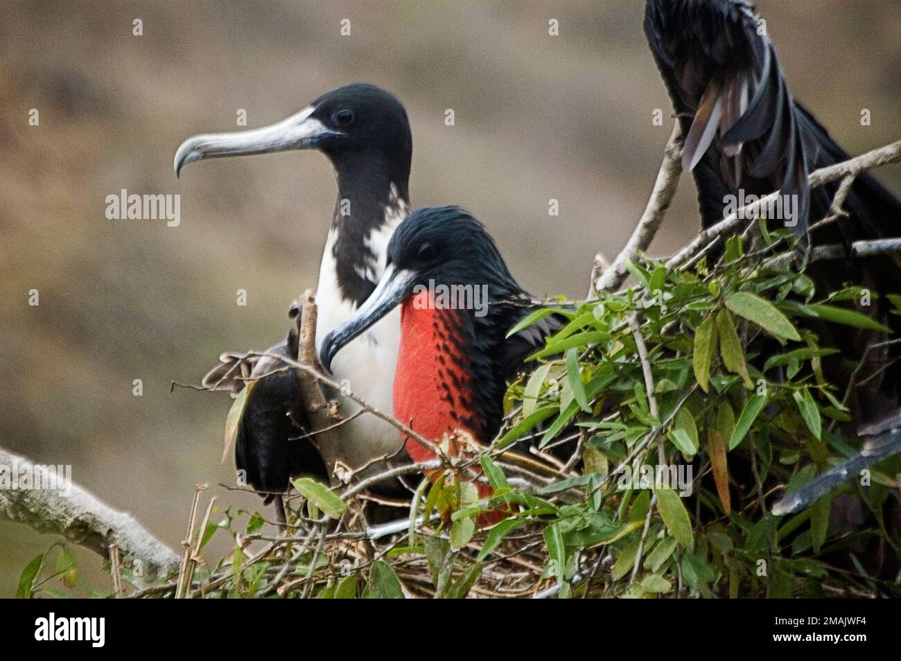 Nest with magnificent frigatebird, one of them a female with her ...