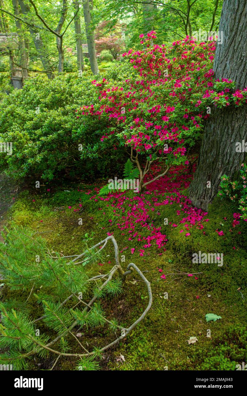 Amazing Rhododendron pink shrub in the park next to the Japanese garden ...